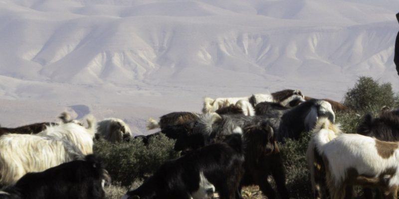 Ein Rashash: A Typical West Bank Morning Under Illegal Israeli Occupation