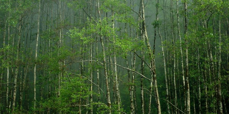 Environment Ministry Panel Allows Mining on Non-Forest Land Before ...