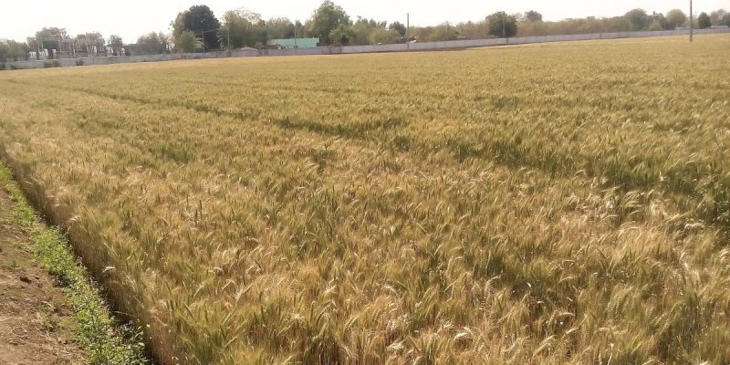 Wheat Procurement Brings Comfort But Challenges Remain